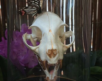 Real Cat Skull - Etsy UK