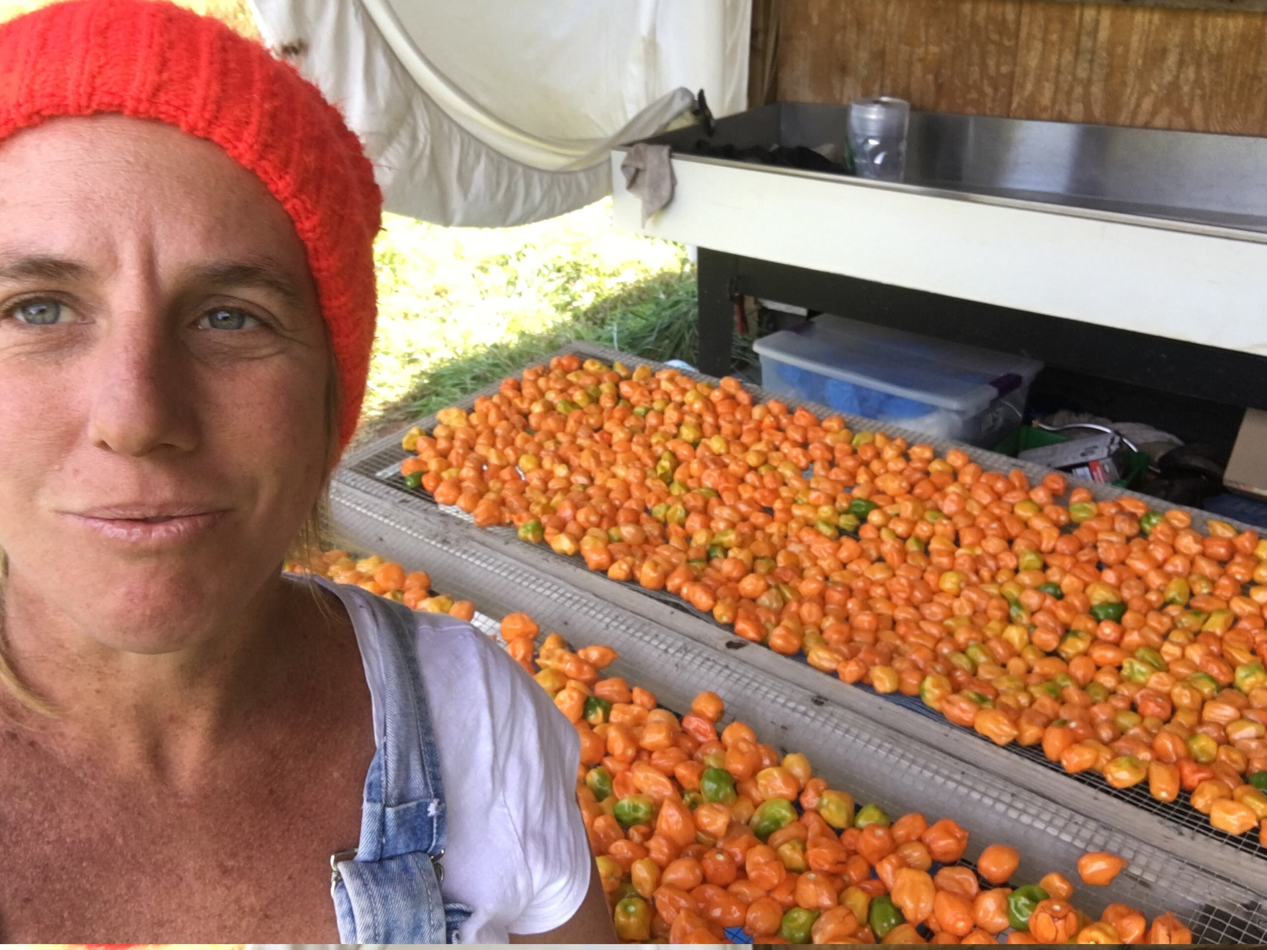 Open Ridge Farm Pica Rica Artisan Hot Sauce - Etsy