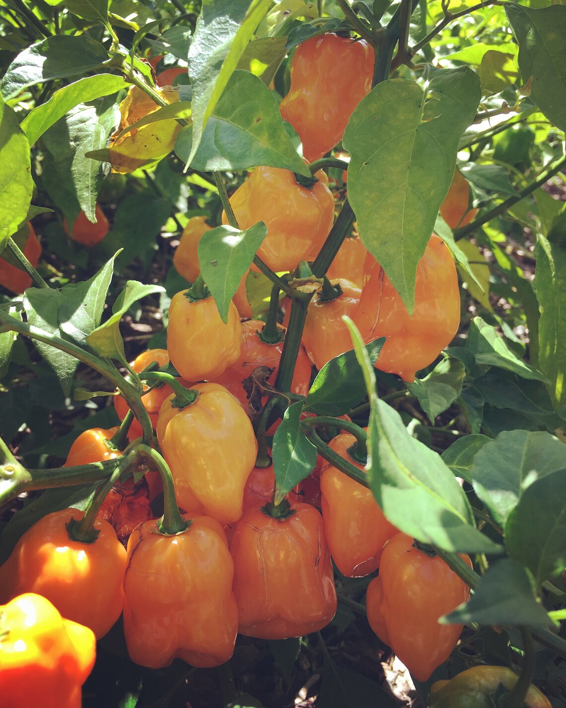 Open Ridge Farm Pica Rica Artisan Hot Sauce - Etsy