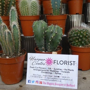 20 Assorted Cacti in 5.5cm Pots-indoor or Outdoor Plants-suitable for ...