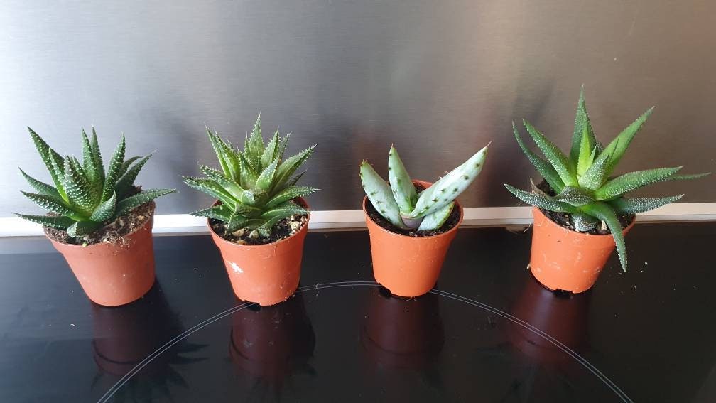 20 Assorted Aloe Vera Plants in 5.5cm Pots-ideal for Gift, Wedding ...