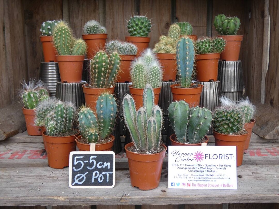 20 Assorted Cacti in 5.5cm Pots-indoor or Outdoor Plants-suitable for ...