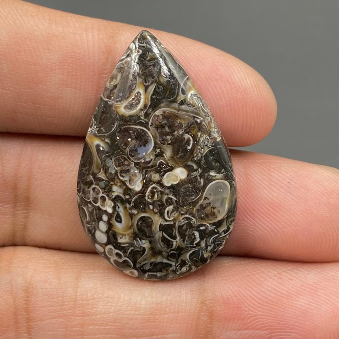 Turritella Agate Cabochon, Turritella Fossil Gemstone, Pear Cabochon ...