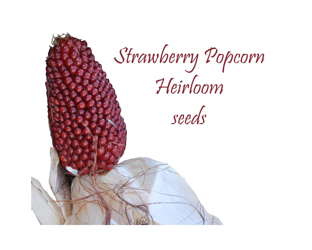 Strawberry Popcorn Corn. Heirloom. 40+ Seeds. Fall Decor and Nutty Good ...
