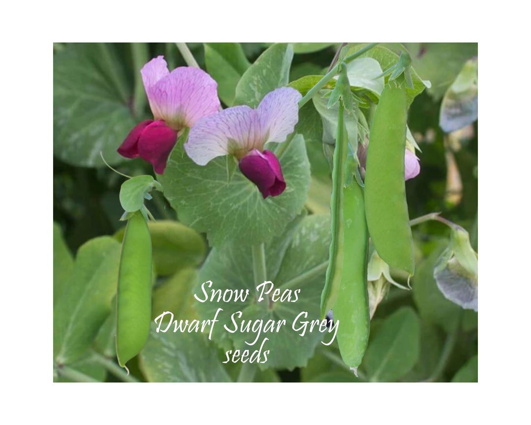 Dwarf Sugar Grey Snow Peas 100+ Seeds. Heirloom. Cool Weather Annual ...
