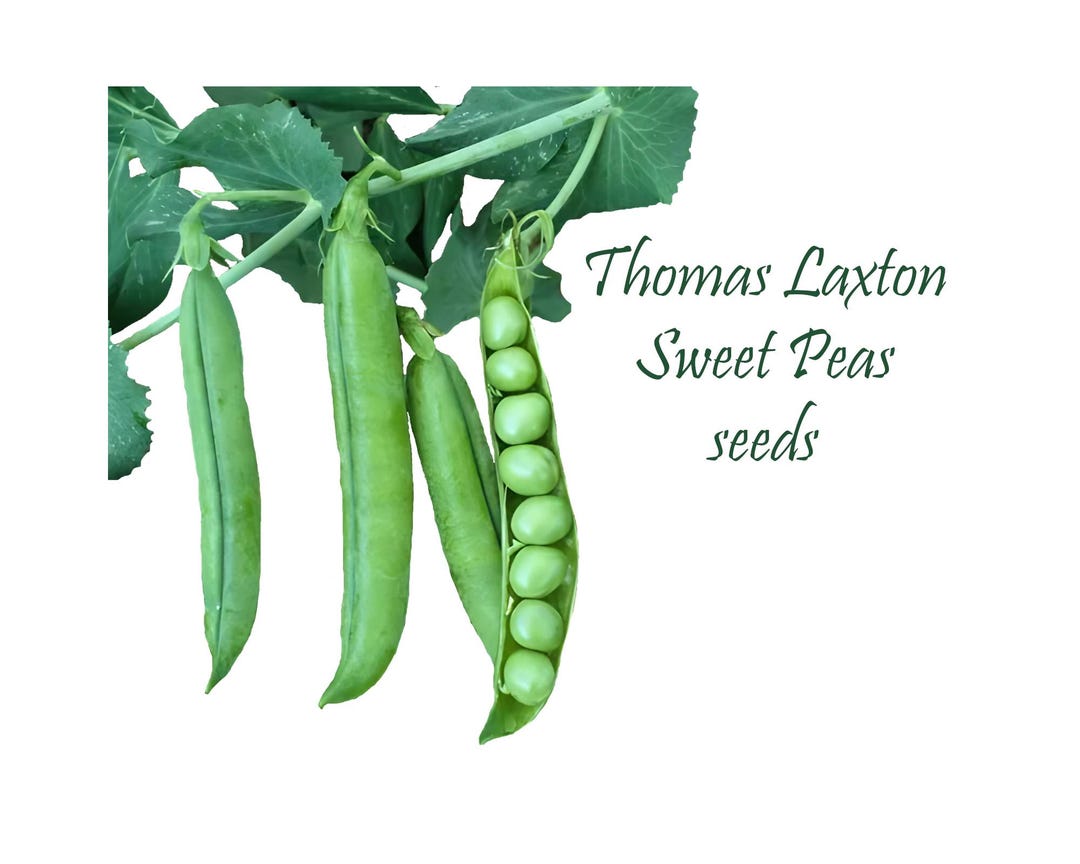 Thomas Laxton Peas. 100+ Seeds. Sweet and Prolific! Heirloom. Cool ...