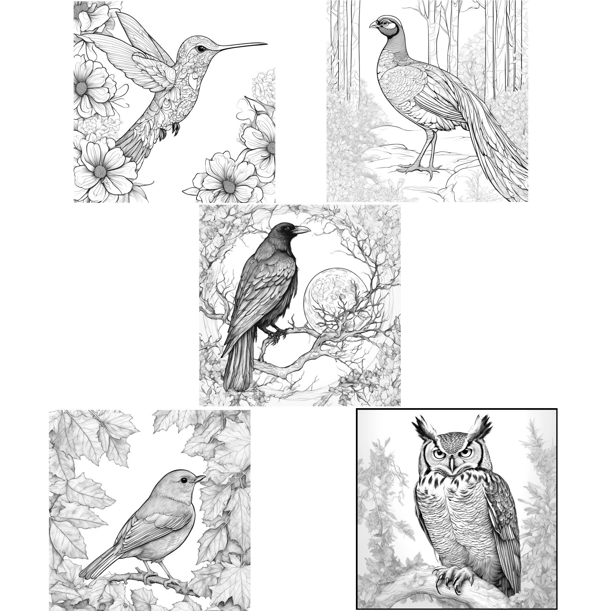 Birds! 50 Super Pack Adult Coloring Pages! Volume 2 of Beautiful ...