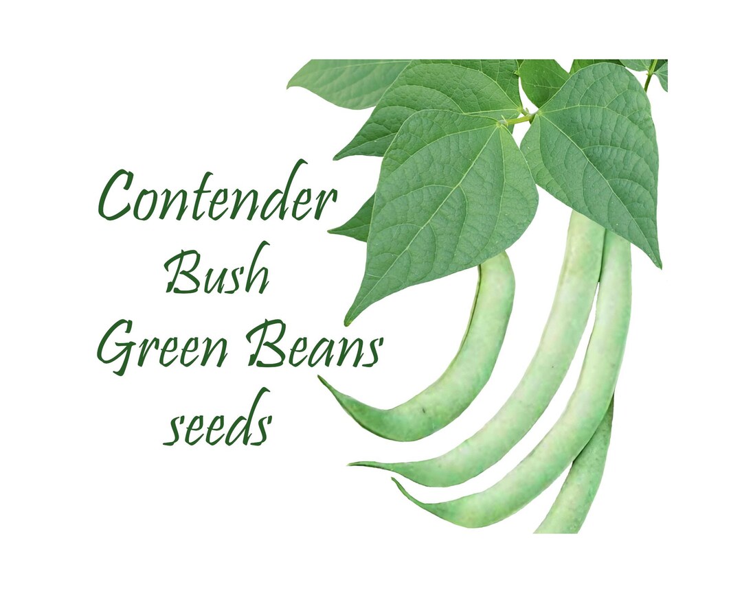 Green Beans – Contender Bush Variety. 60 Seeds. Heirloom. Fast 45-50 ...