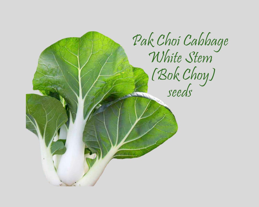 Pak Choi Cabbage – White Stem Bok Choy. 600+ Seeds. Heirloom. Cold ...