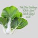 Pak Choi Cabbage – White Stem Bok Choy. 600+ Seeds. Heirloom. Cold ...
