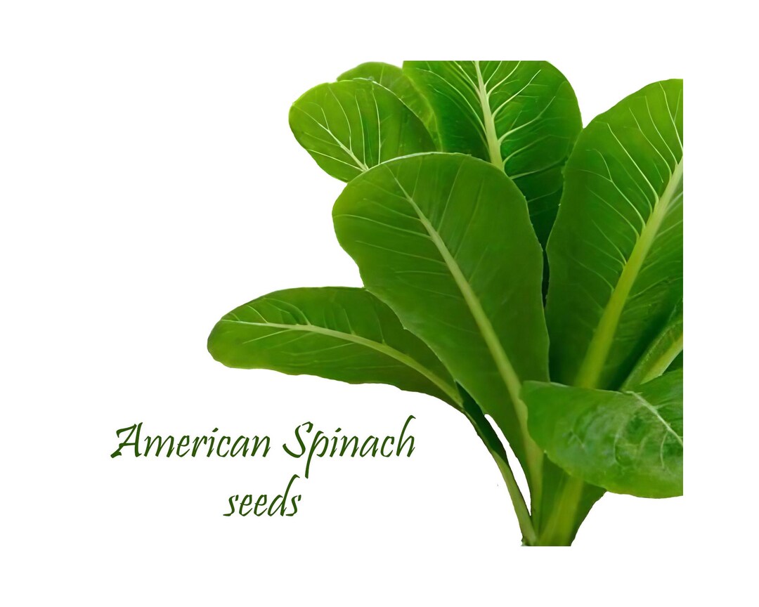 American Spinach. 80 Seeds. Award Winning Heirloom. Heat and Drought ...