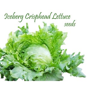 Iceberg Crisphead Lettuce 1000+ Seeds. Heirloom. Cool Weather Annual ...