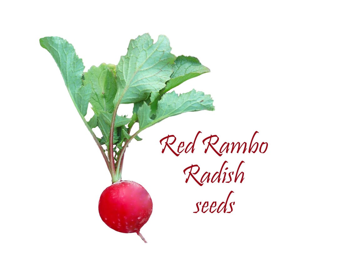 Red Rambo Radish. 500 Seeds. Heirloom. Cool Season Spring, Fall and ...