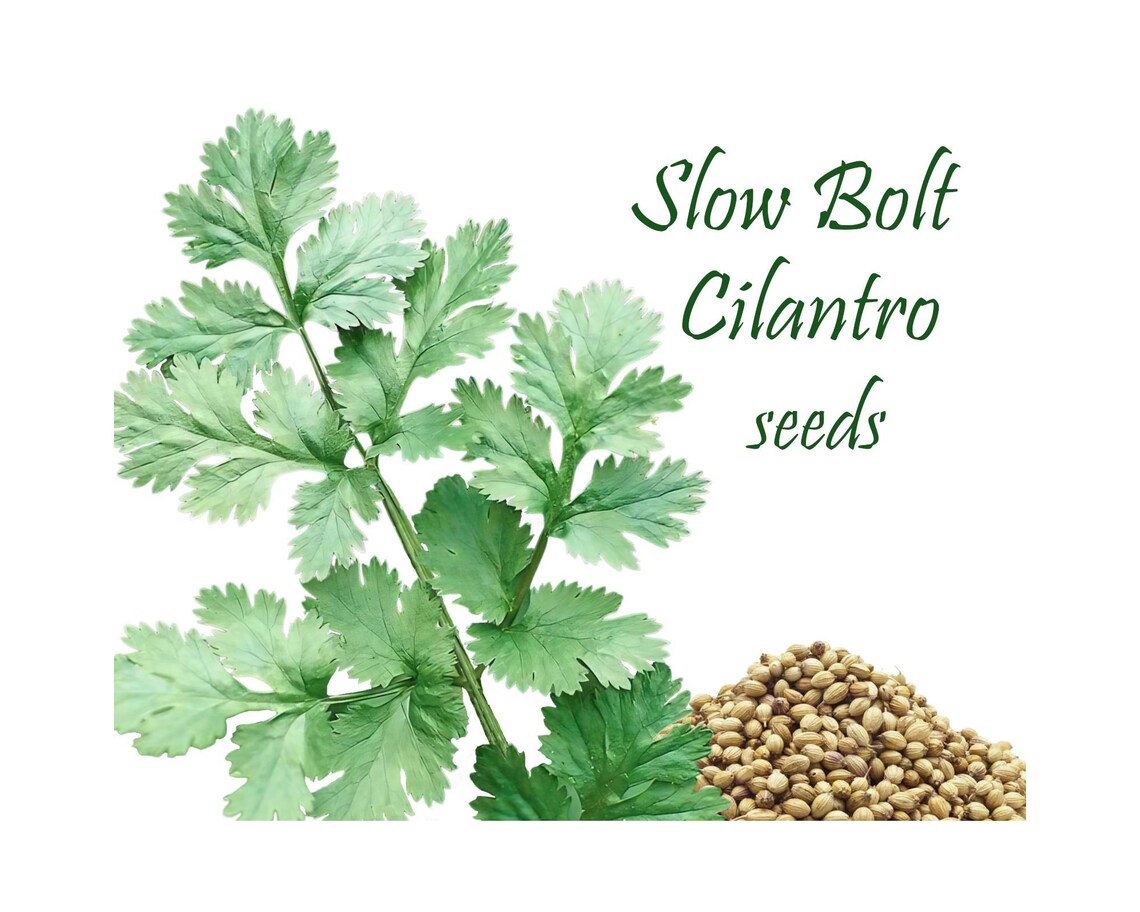 Cilantro – Slow Bolt Variety. 50 Seeds. Heirloom. Great for Containers ...