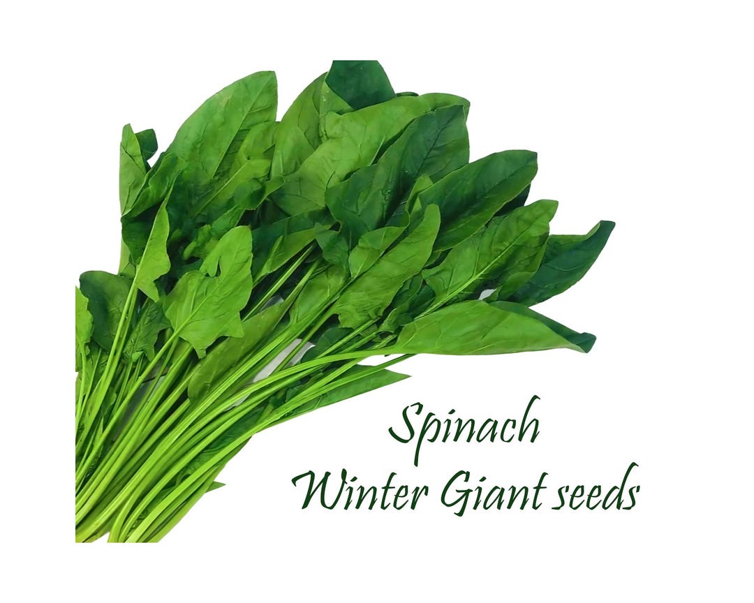 Winter Giant Spinach. 100 Seeds. Heirloom. Cold Tolerant, Early Spring ...