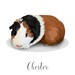 CUSTOM GUINEA PIG Portrait Custom Pet Portrait Guinea Pig - Etsy