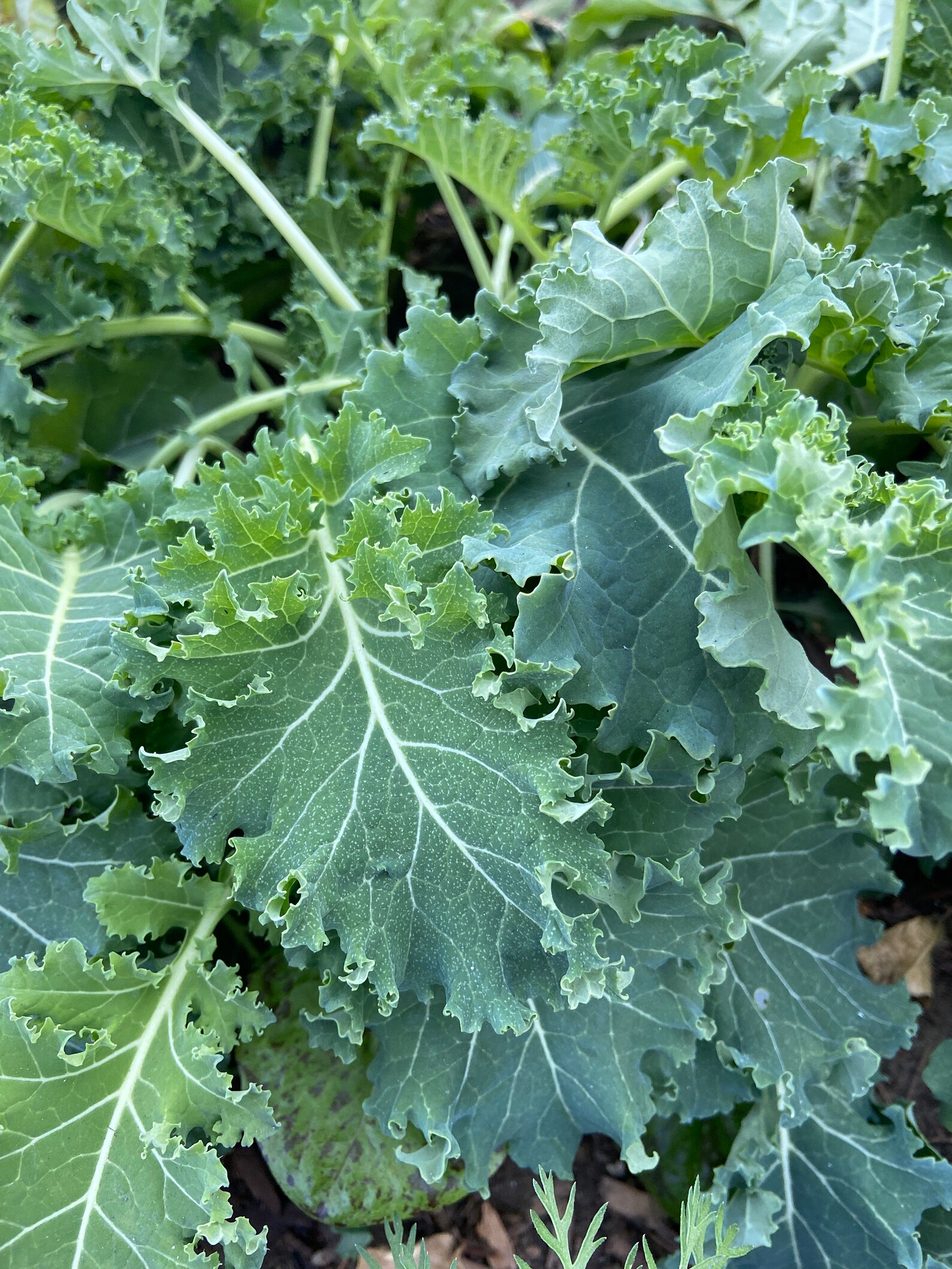 Homegrown Healthy Blue Curled Scotch Kale 30-40 seeds per | Etsy
