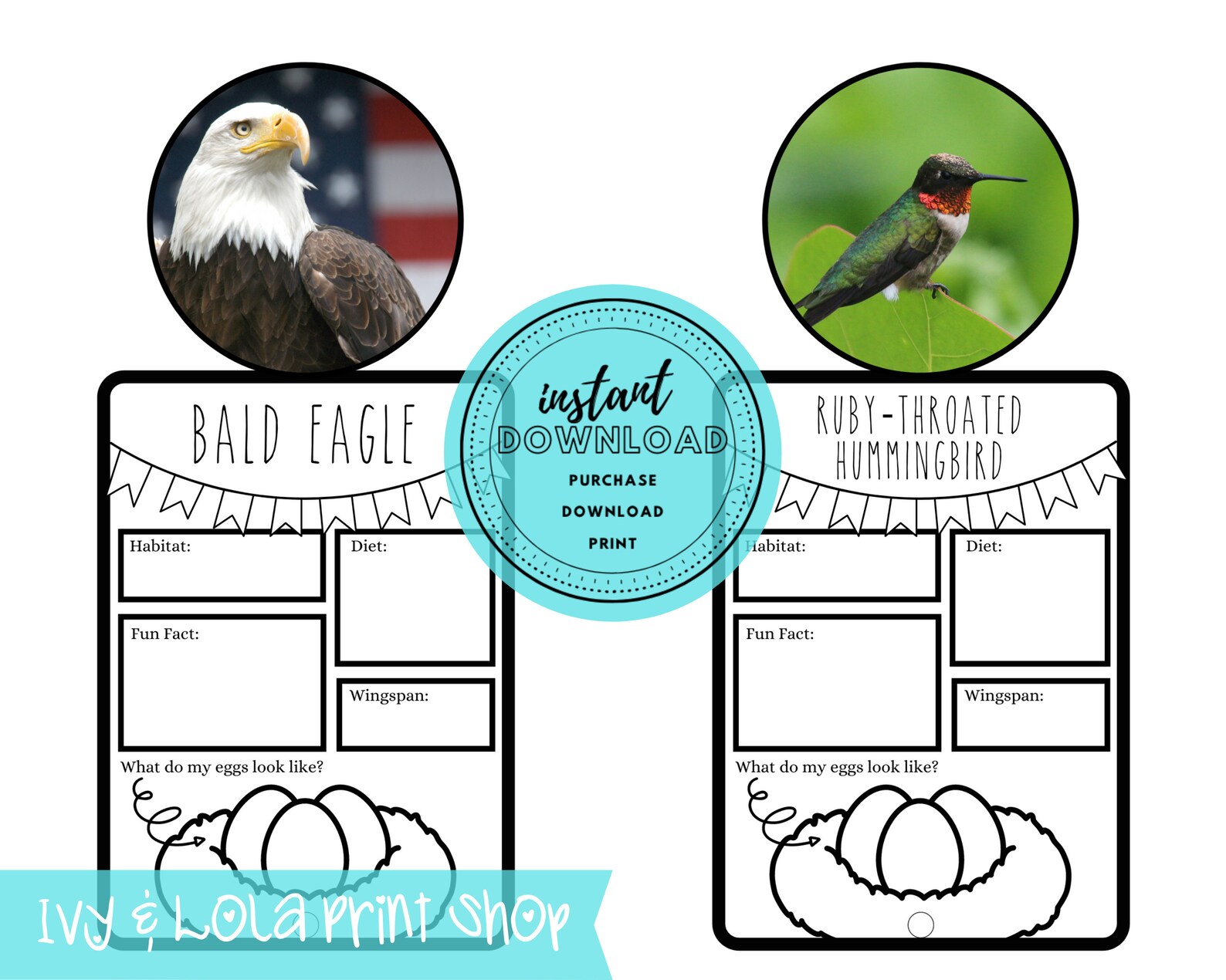 North American Birds Fact Fan Fact Cards Gather Round | Etsy