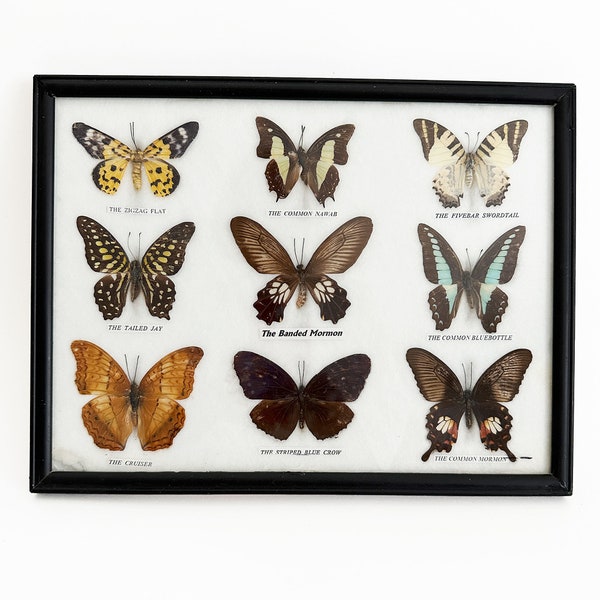 Real Butterfly Framed - Etsy