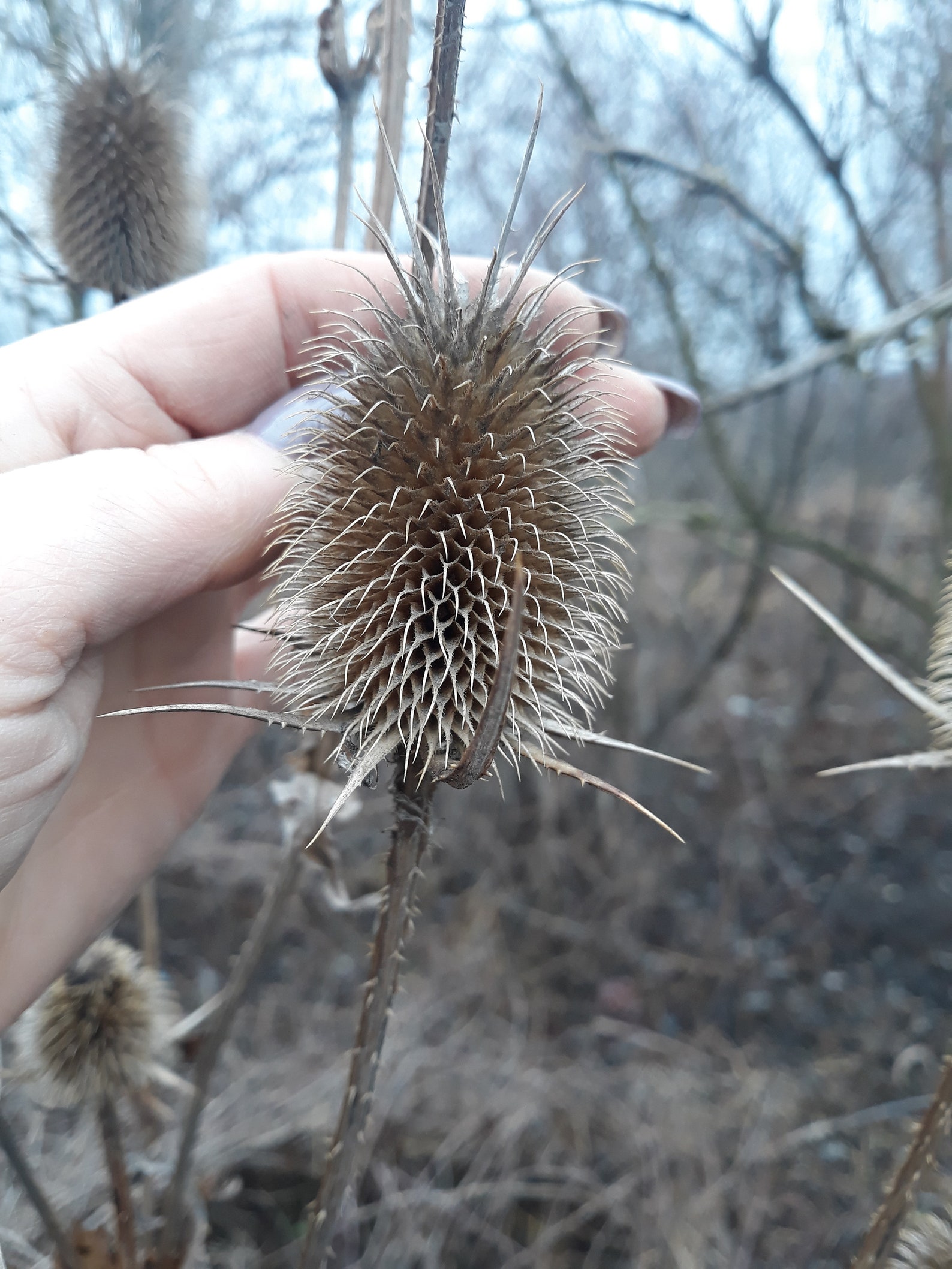 20 Dried Teasel Stems 20-23/ Bunch of Dried Pastel - Etsy