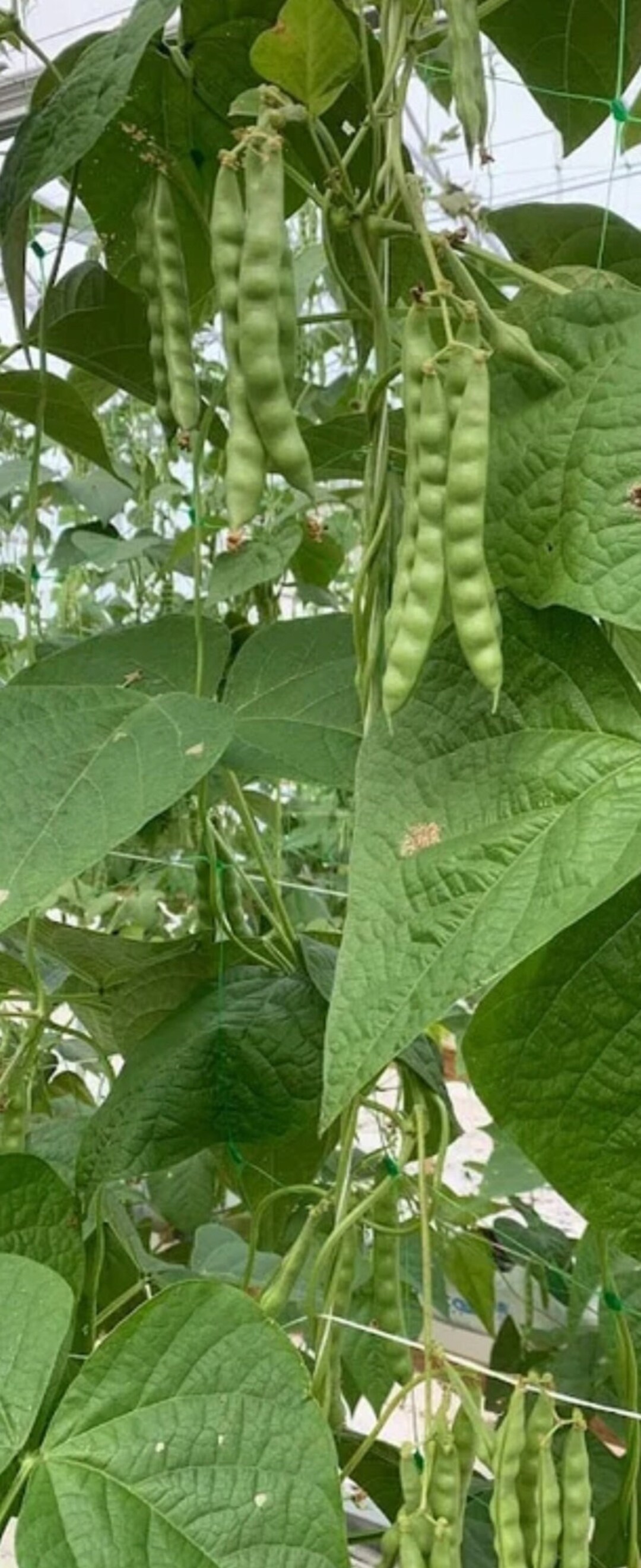 Brown Greasy Bean Seed - Etsy