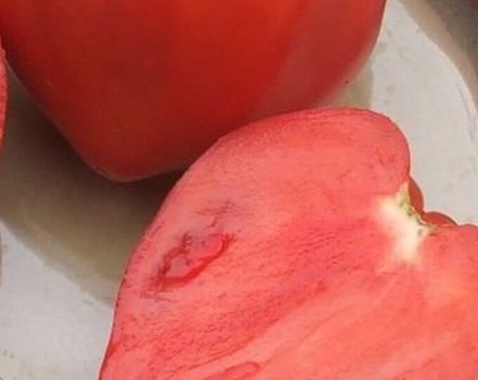 BIG RED TOMATO Heirloom the Original Great Tasting Read the Story ...