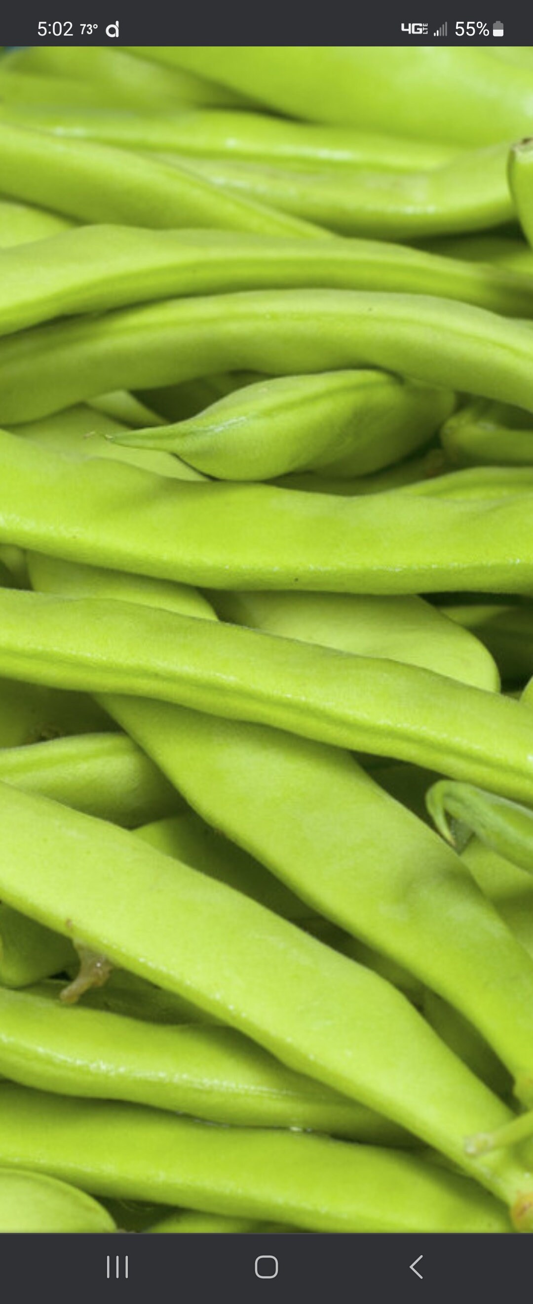 Navajo Bush Beans - Etsy