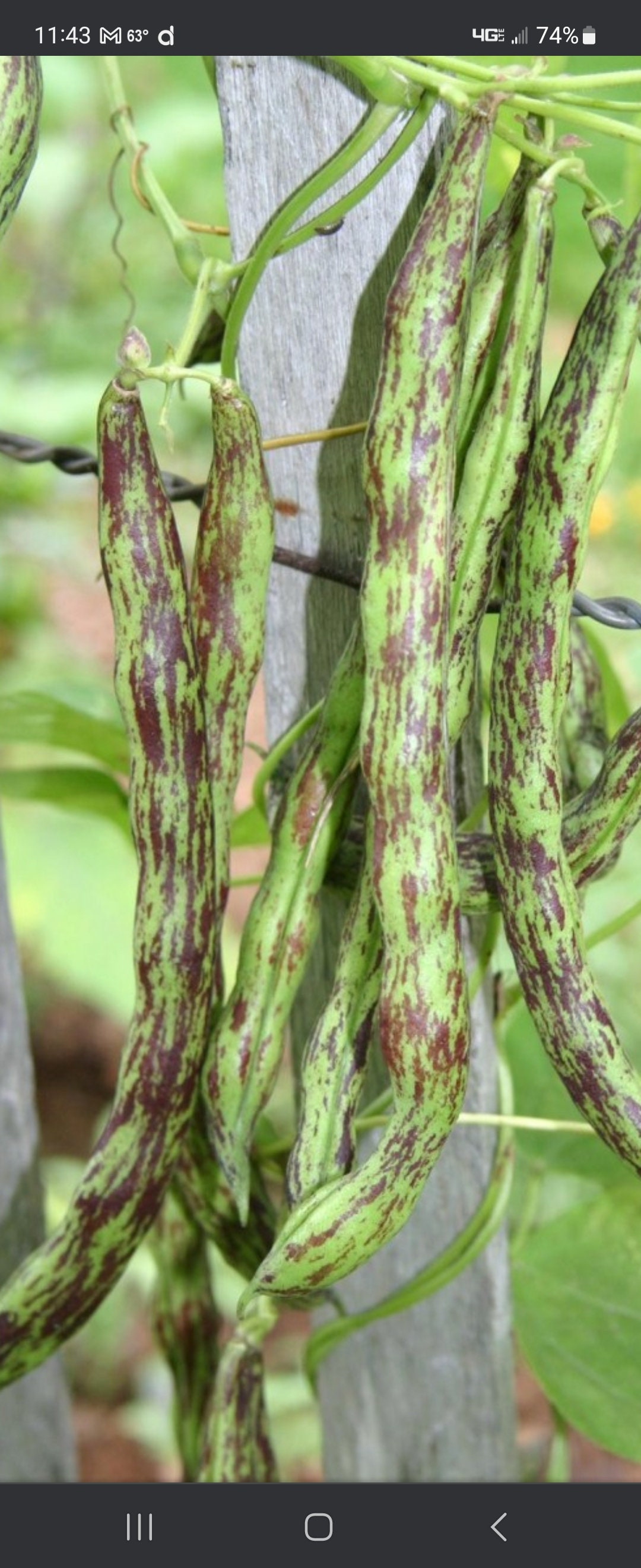 Rattlesnake Bean Seed - Etsy