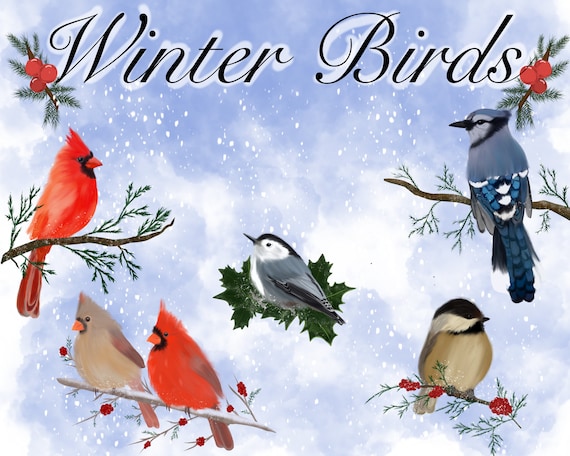 Winter Birds Winter Birds Clip Art Birds Bird Clip Art | Etsy