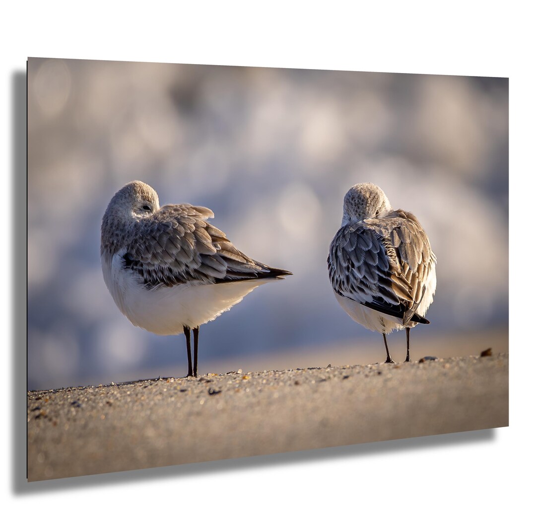 Shorebirds on Beach Print: Coastal Bird Photography, Available as ...