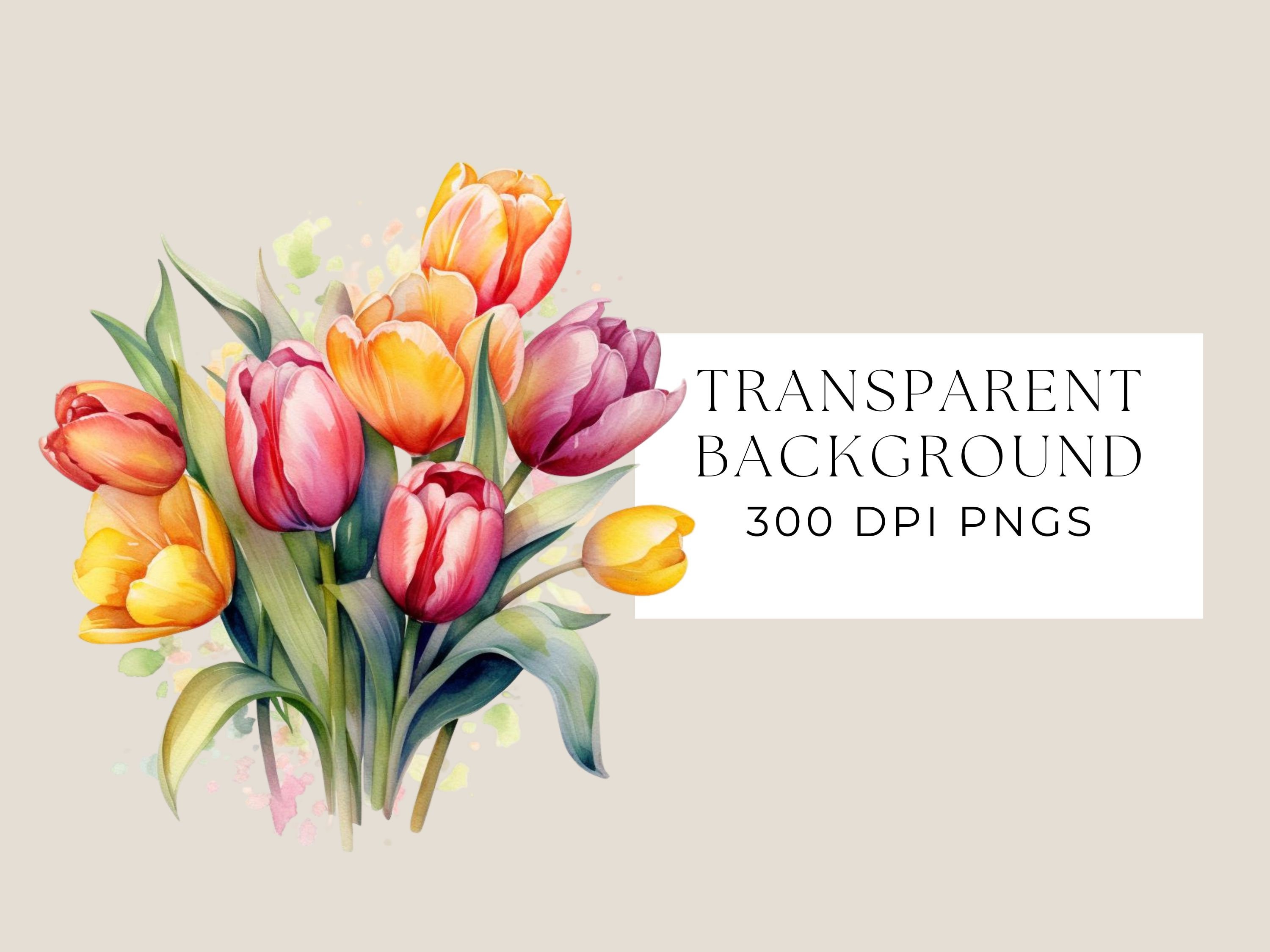 Tulip Watercolor Clipart, Watercolor Florals, Transparent Png, Spring ...