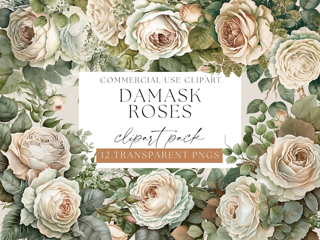 Damask Roses Clipart Pack, White Floral Pack, Transparent Pngs, Cream ...