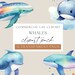 Watercolor Whale Clipart, Transparent PNG Images, Ocean Life ...