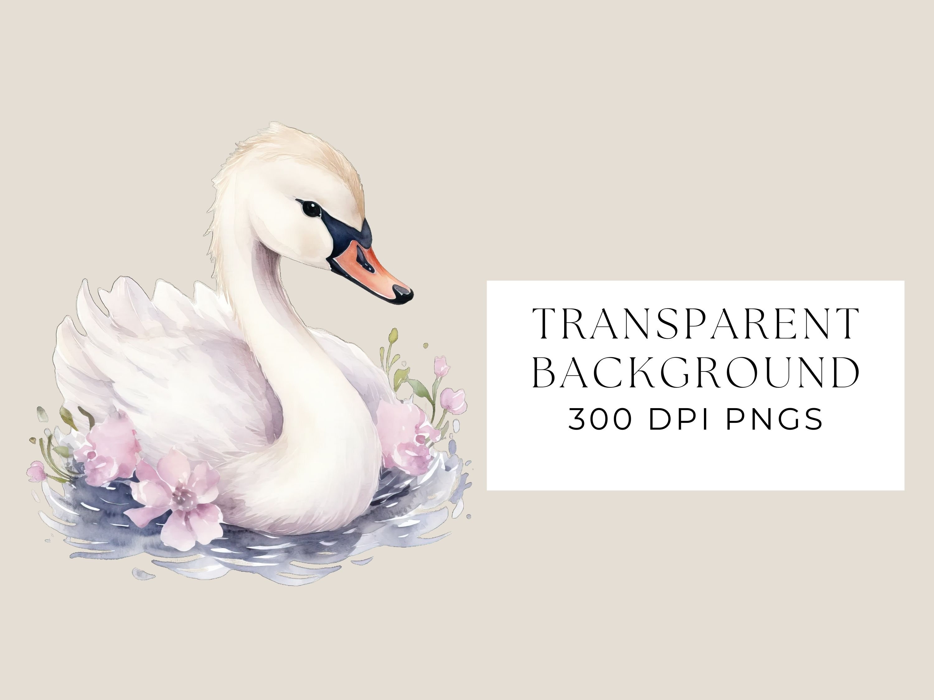 Cute Baby Swan Png, Swan Illustration, Watercolor Swan, Watercolour ...