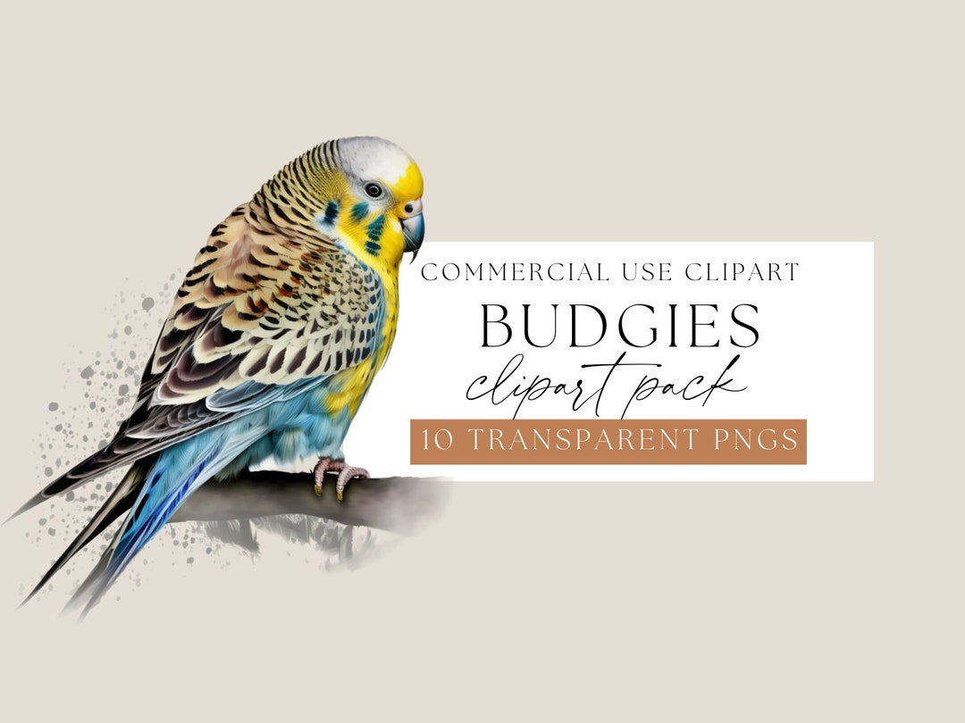 Budgies, Budgies Clip Art Pack, Bird Clipart, Watercolor Budgies ...