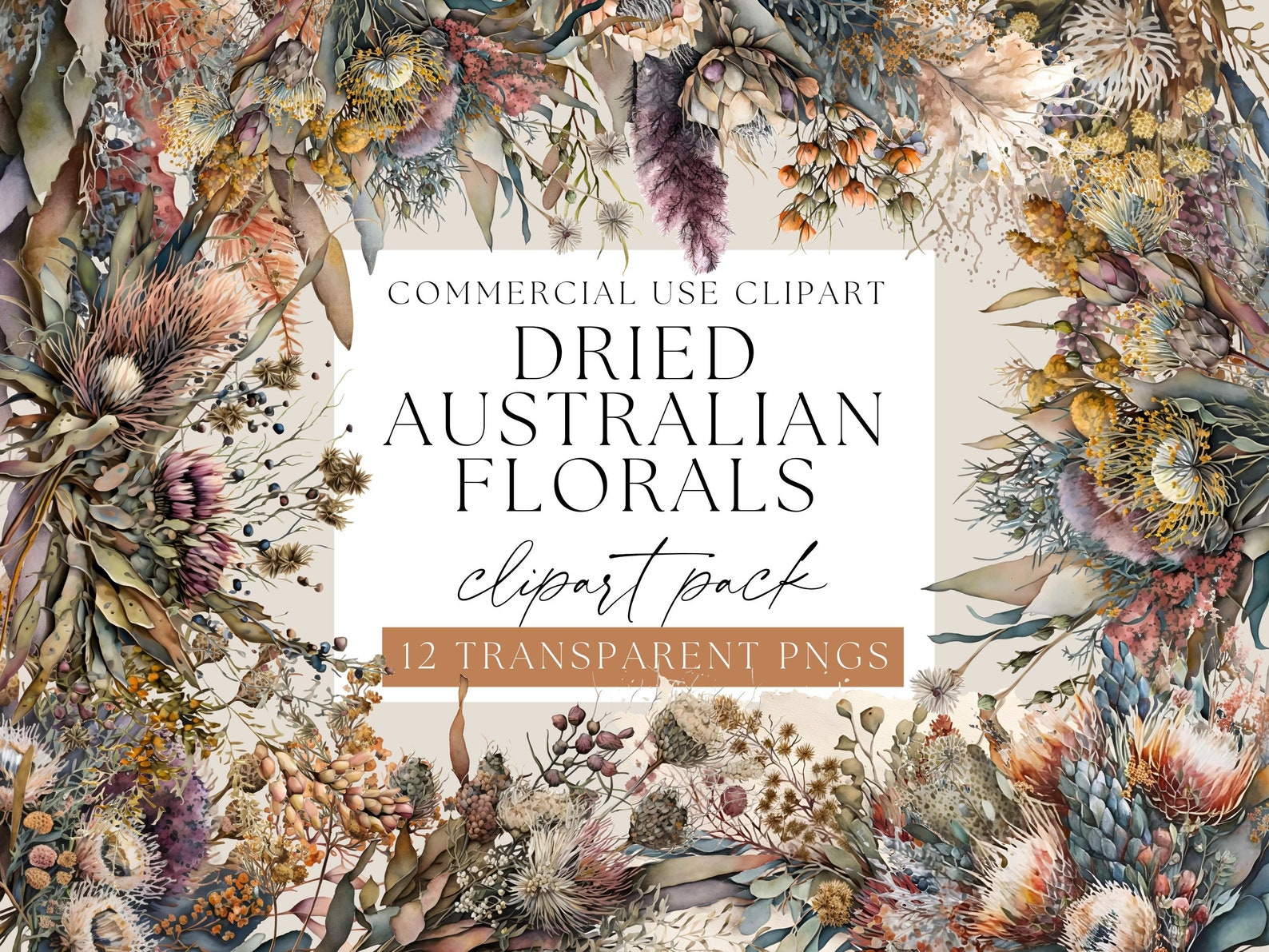 Dried Australian Native Flowers Clipart, Protea Flowers, Transparent ...
