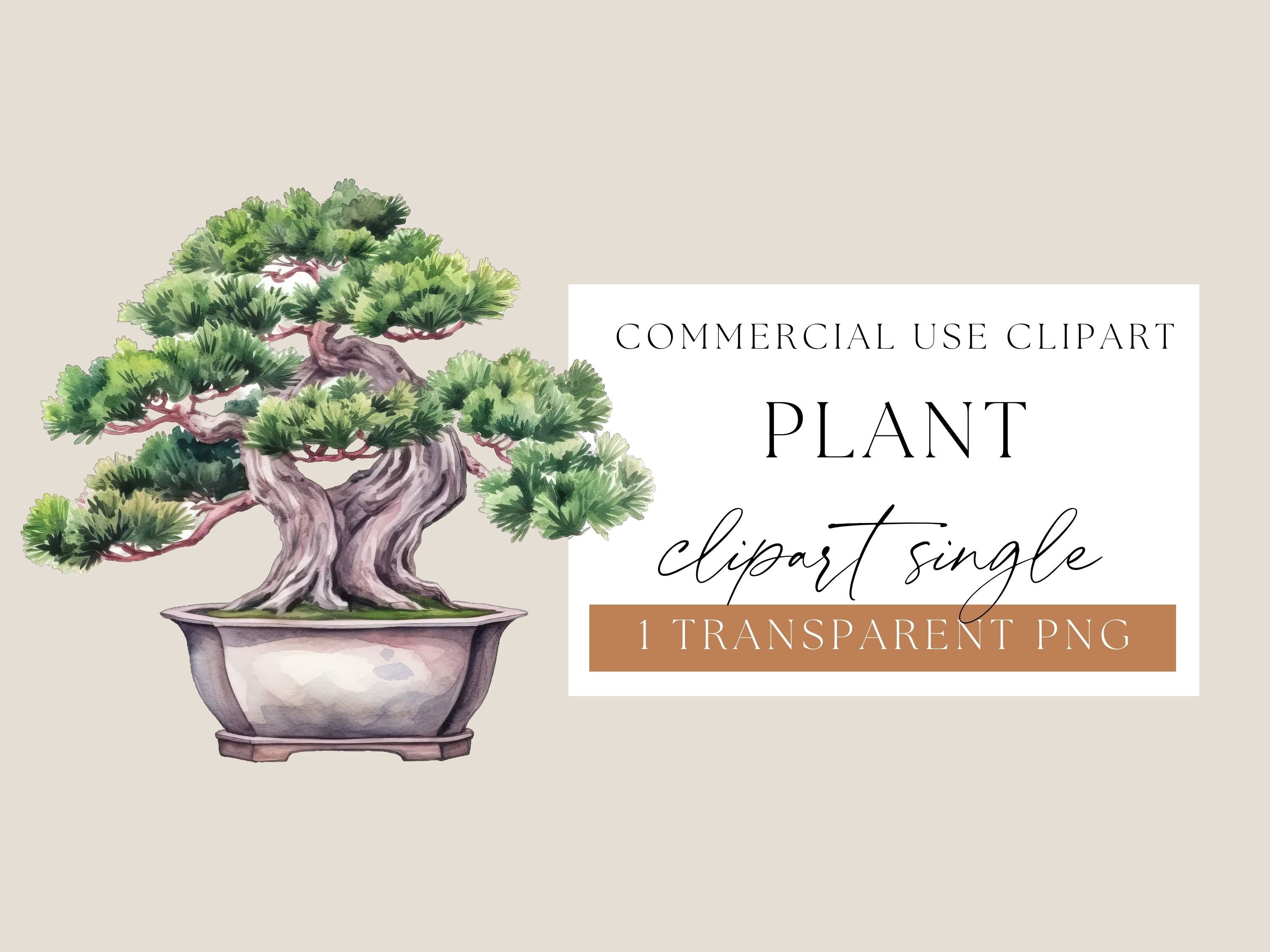 Digital Download, Bonsai Plant, Bonsai Png, Watercolour Bonsai ...