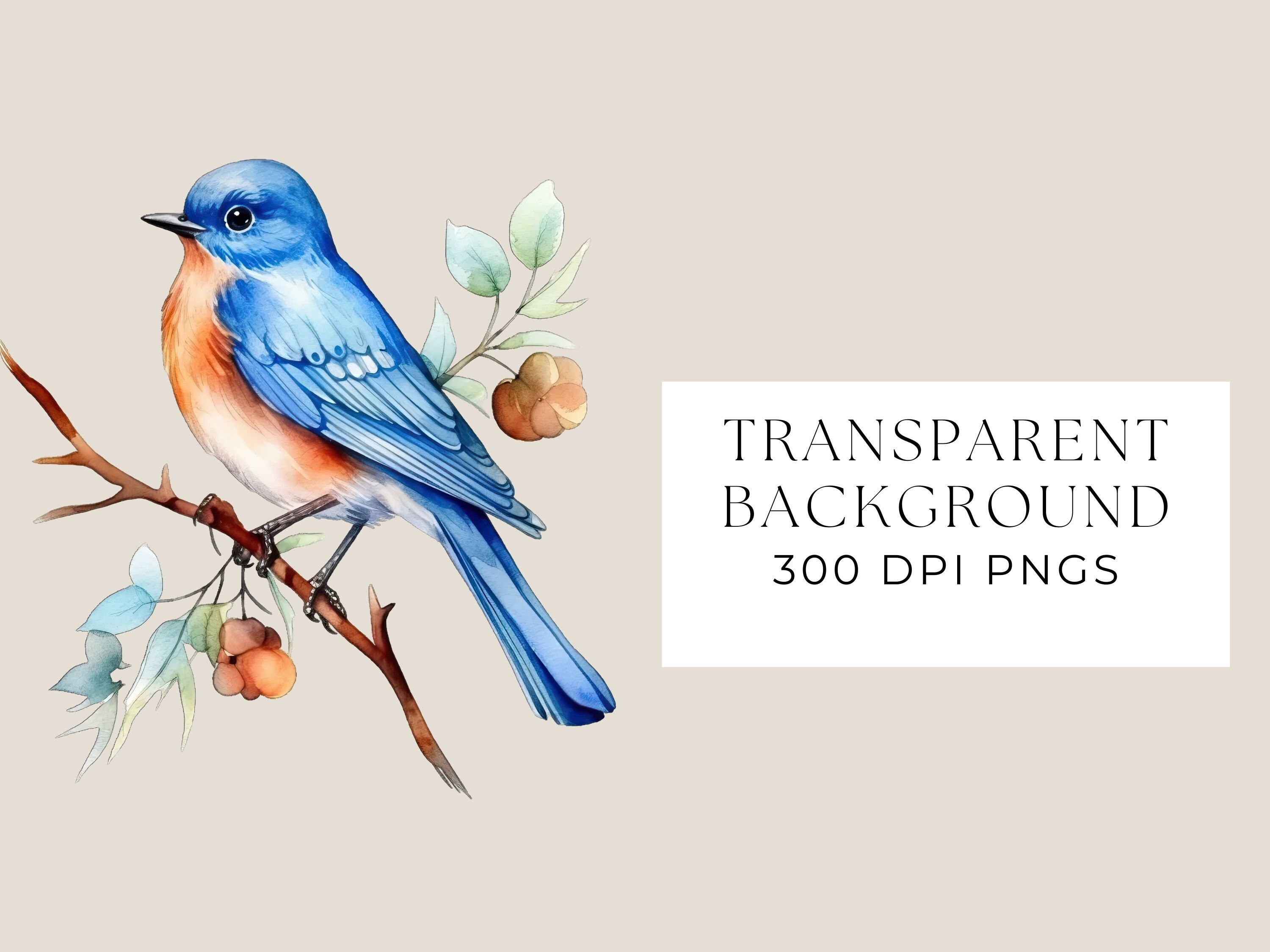 Bluebird on a Branch Watercolor Clipart, Blue Bird Watercolour Clip Art ...