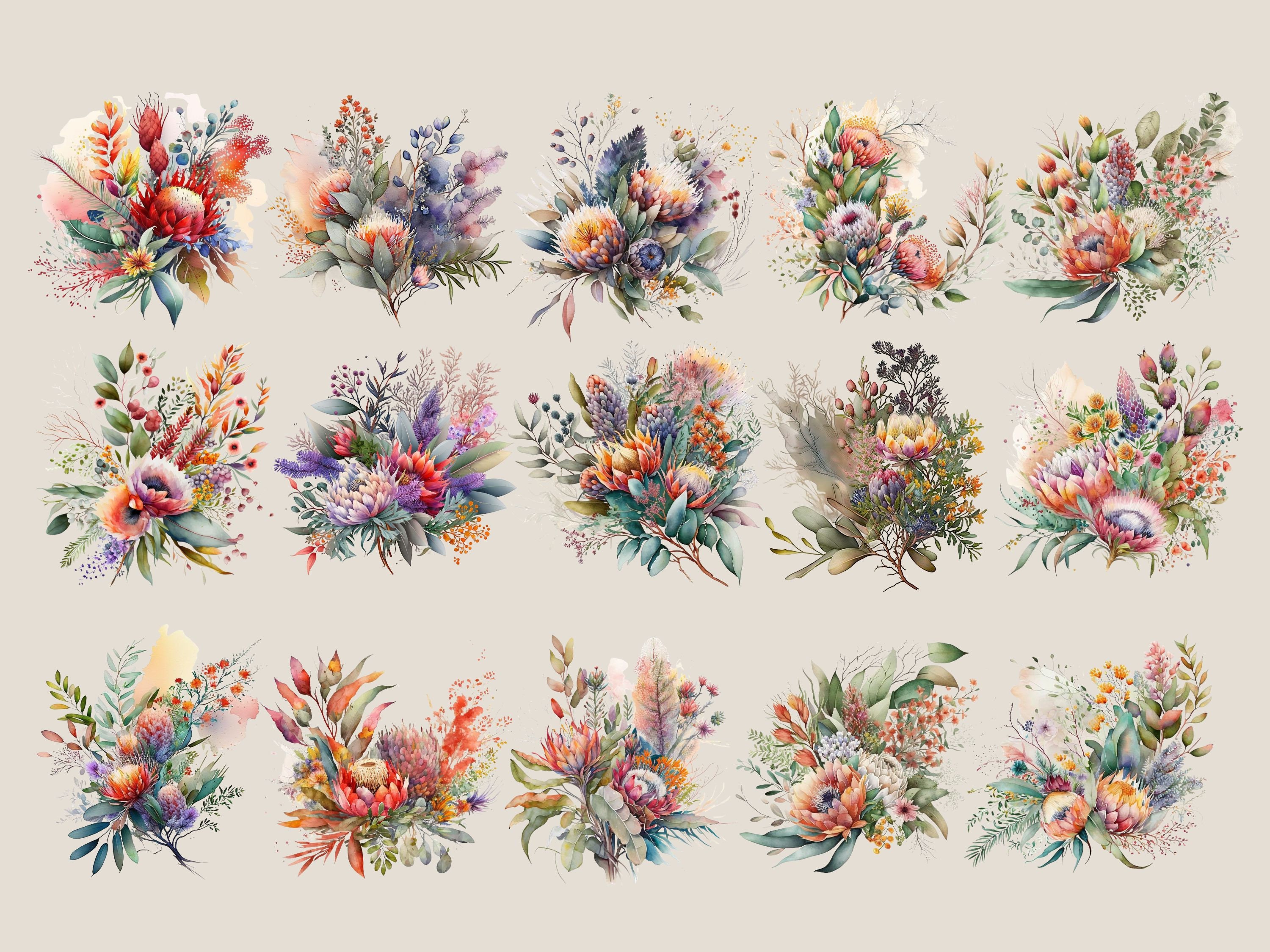 Australian Native Flowers Clipart Protea Flowers Transparent - Etsy ...