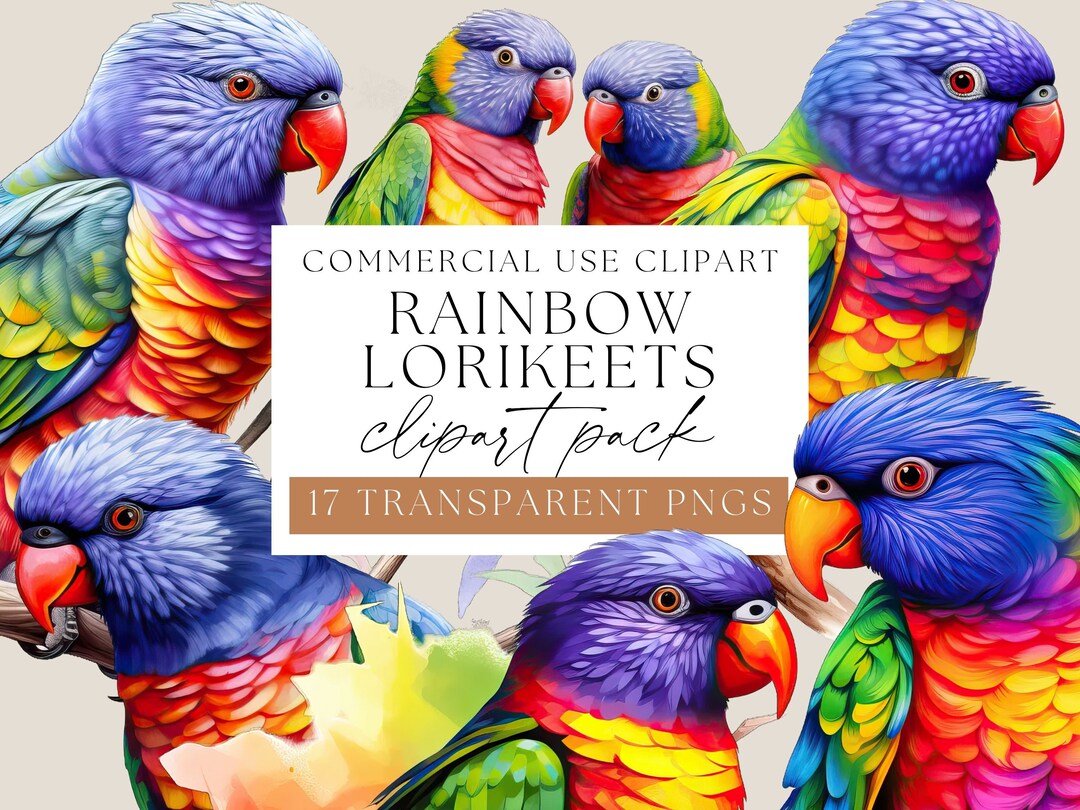 Rainbow Lorikeets, Native Birds, Colorful Birds, Lorikeets, Australian ...