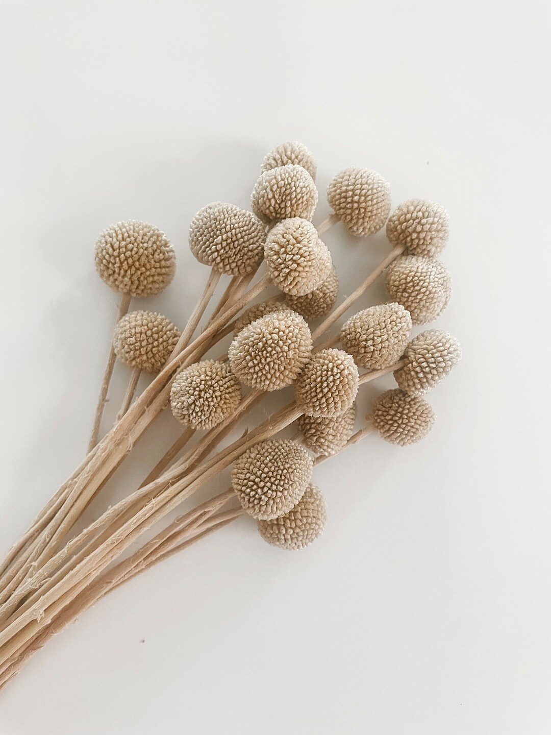 Dried Flowers 'sand' Billy Buttons (5 Stems a Pack) | Boho/coastal ...