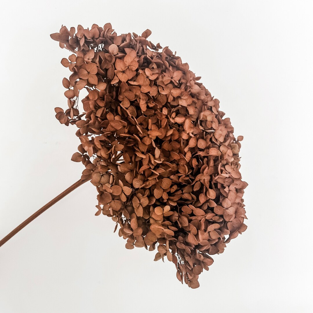 Natural Dried Flowers, Preserved 'bronze' Hydrangea Stems/petals Rustic ...