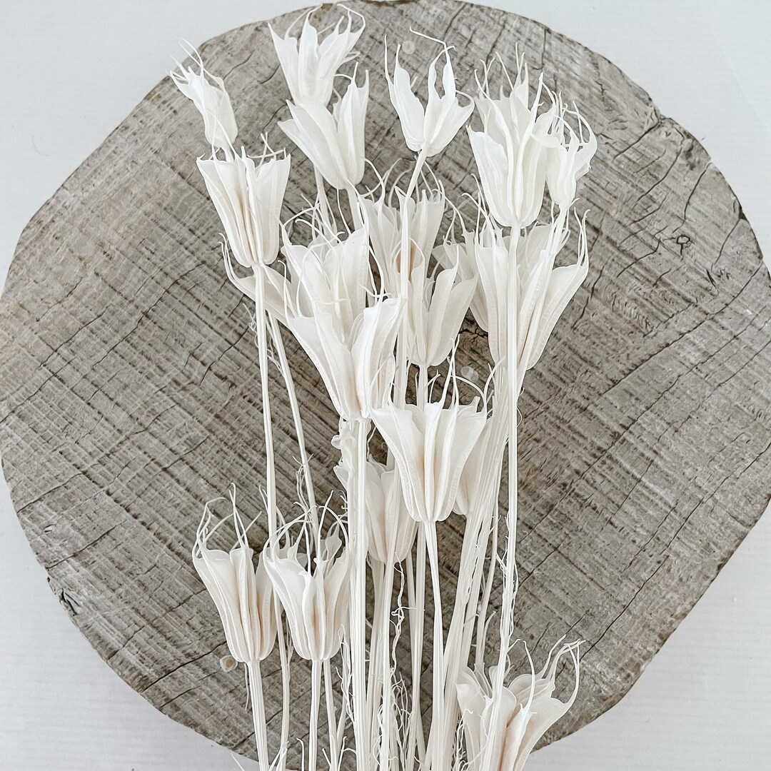 Natural Dried Flowers, Boho/coastal Nigella Octagon Flower Bunch Creamy ...