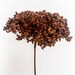Natural Dried Flowers, Preserved 'bronze' Hydrangea Stems/petals Rustic ...