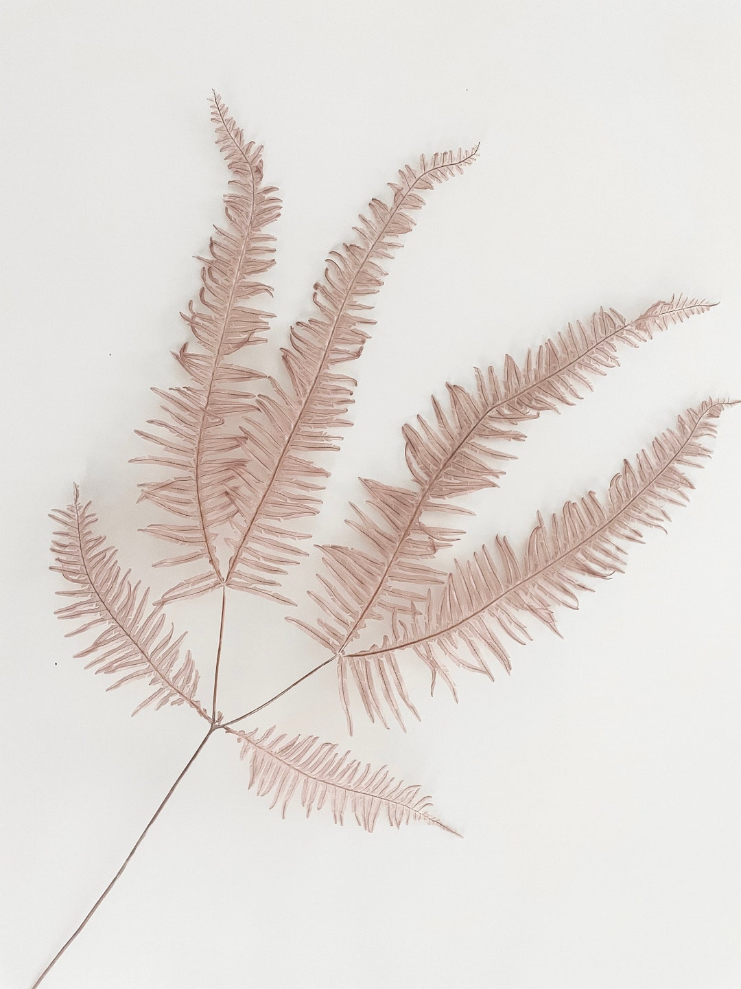 Natural Dried Flowers, Boho / Coastal Style Soft Fern 'dusty Rose Pink ...