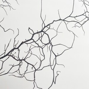 Natural Dried Flowers, Boho / Coastal Style Corokia Stems, per Stem ...