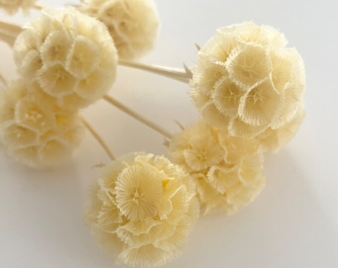 Natural Dried Flowers, 'buttercup' Scabiosa Stems, (3 Stems a Pack ...