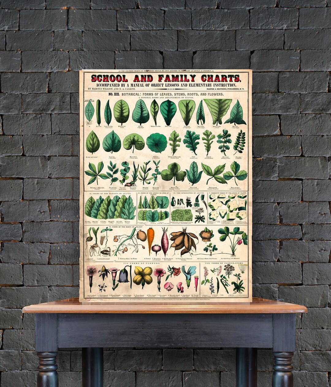 School and Family Botanical Chart Plants Leaves Downloadable Print ...