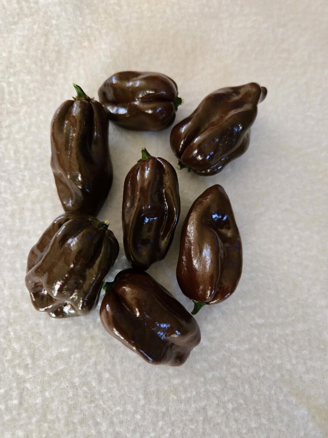 20 Black Cobra goats Weed Peppers Seeds - Etsy