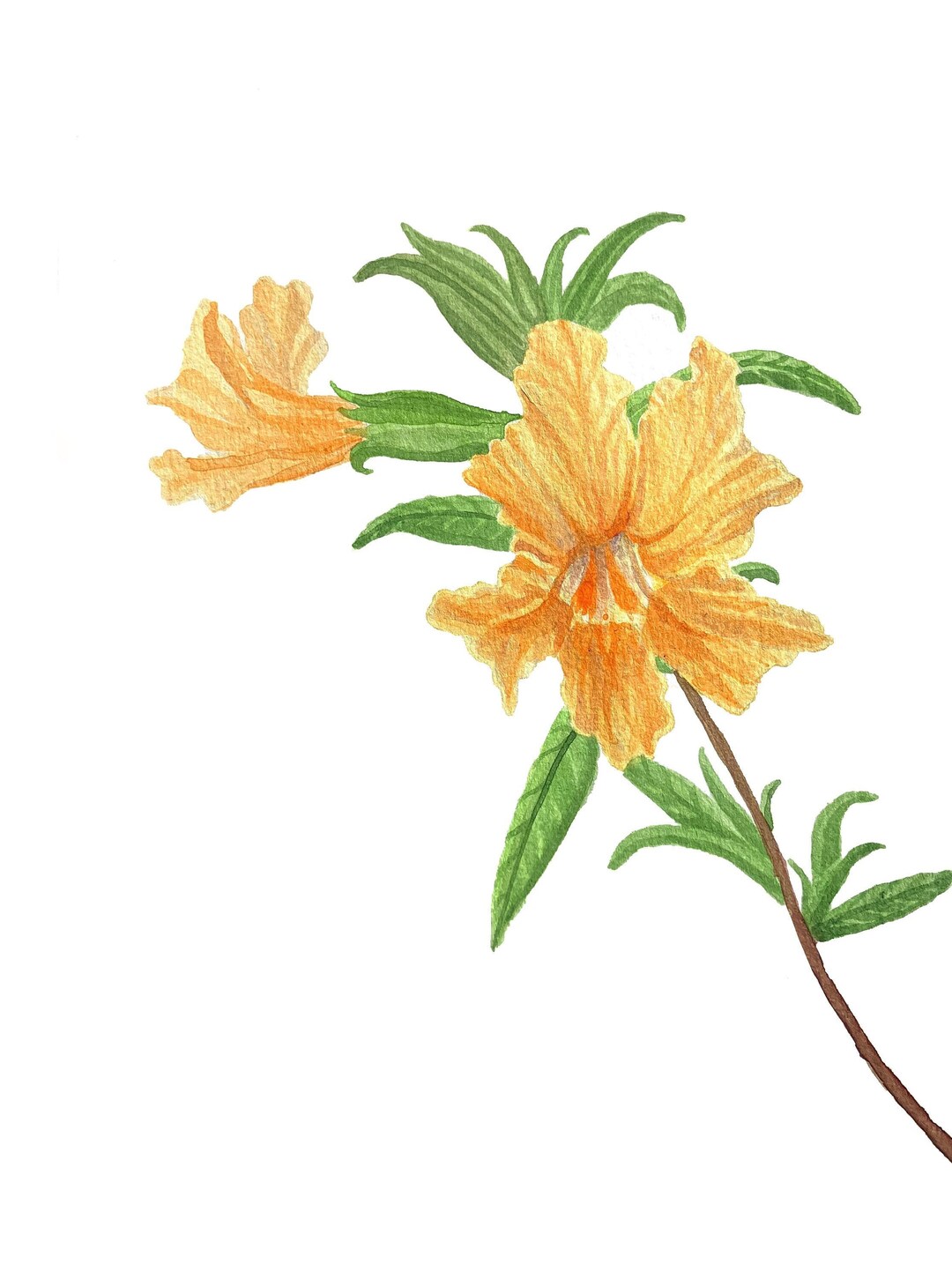 Sticky Monkey Flower Print - Etsy
